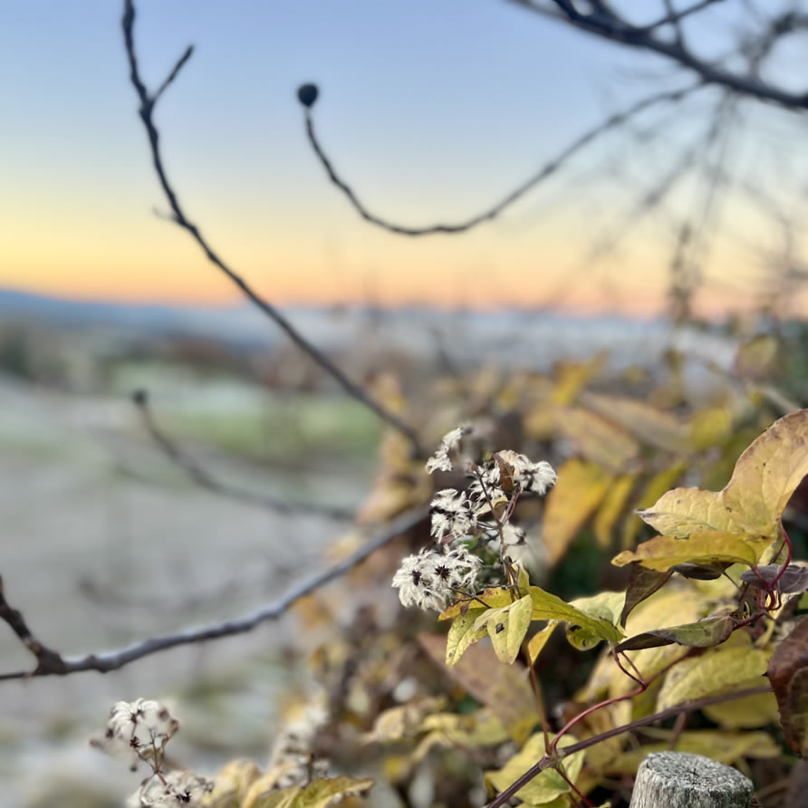 Frèixer - Mas Arimany