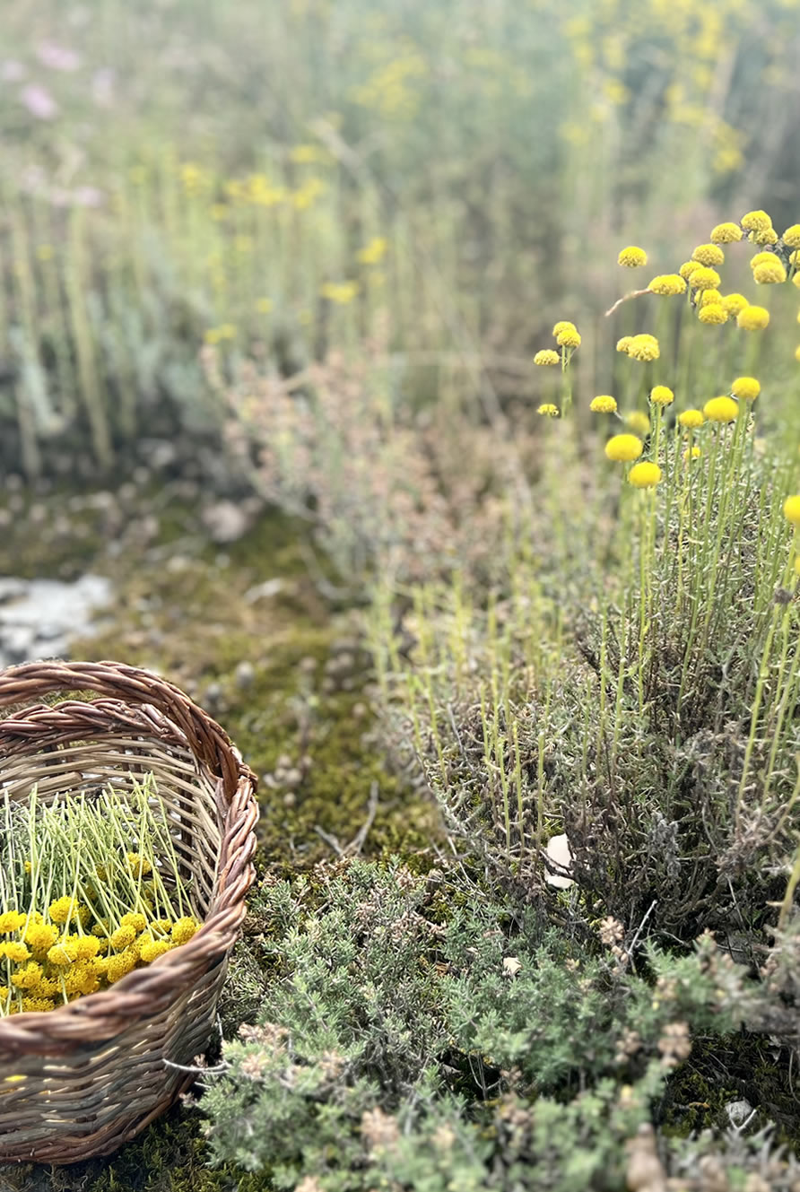Mas Arimany, Collsacabra rural house, Esquirol accommodation